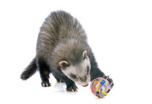 Ferret In A Ball Free Stock Photo - Public Domain Pictures
