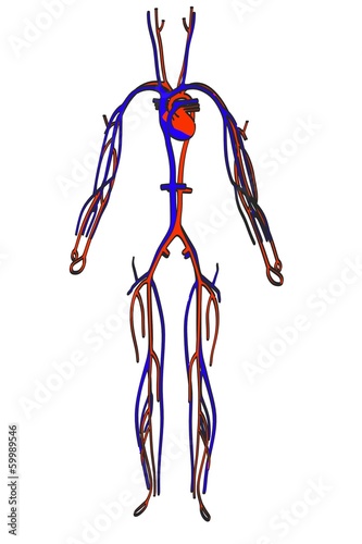 cartoon image of circulatory system Stock Illustration | Adobe Stock