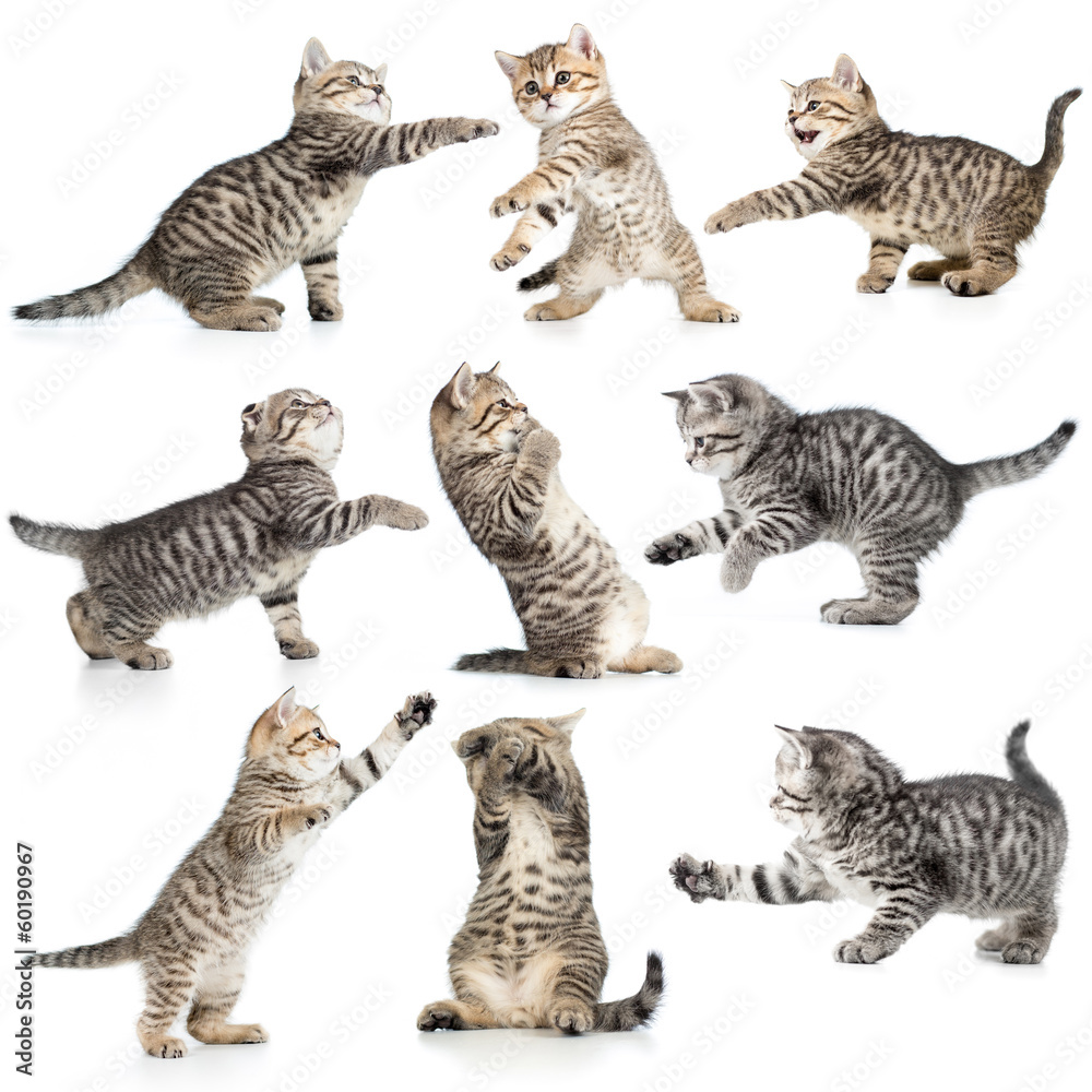 tabby kittens isolated collection Stock Photo | Adobe Stock