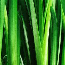 Blade Of Grass, Green Leaves Free Stock Photo - Public Domain Pictures