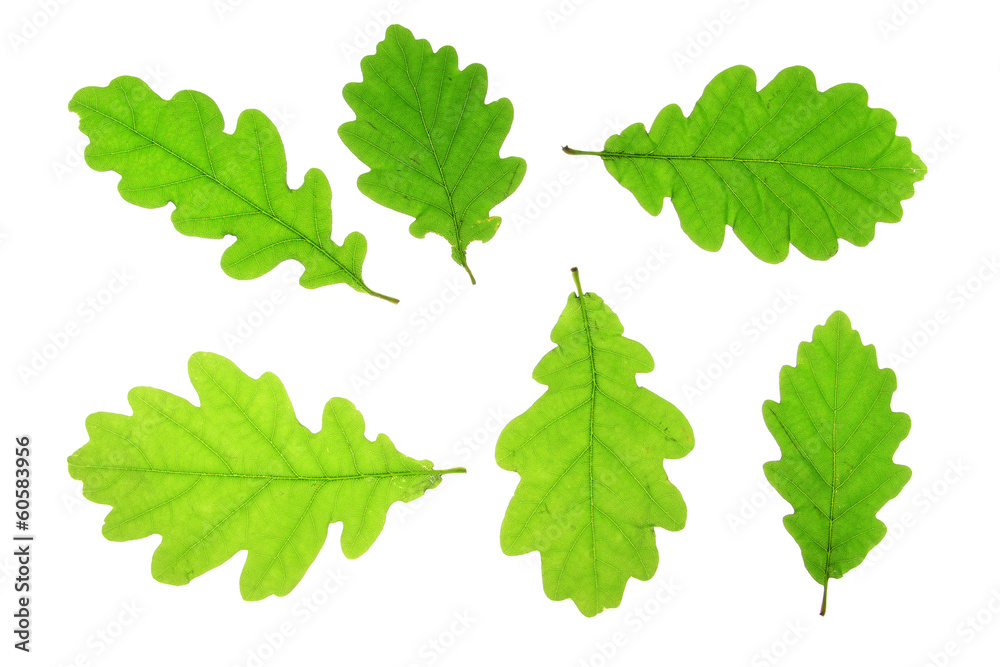 Stock-Foto „Eichenblätter“ | Adobe Stock