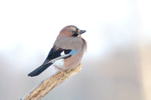 Jaybird Free Stock Photo - Public Domain Pictures