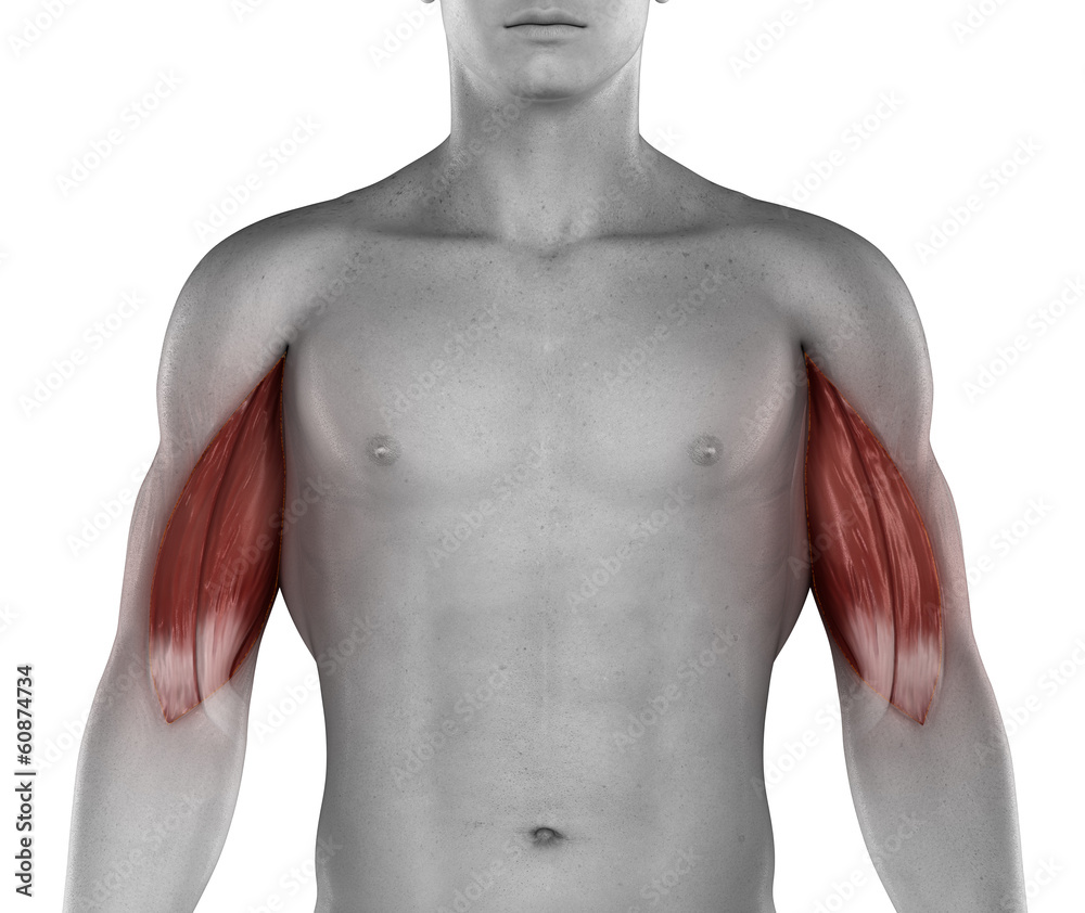 Biceps male muscles anatomy anterior view isolated Stock Photo | Adobe ...