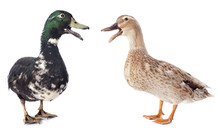Two Ducks Free Stock Photo - Public Domain Pictures