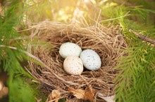 Spring Nest Of Eggs Free Stock Photo - Public Domain Pictures