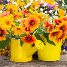 Spring Flowers In Bucket Free Stock Photo - Public Domain Pictures