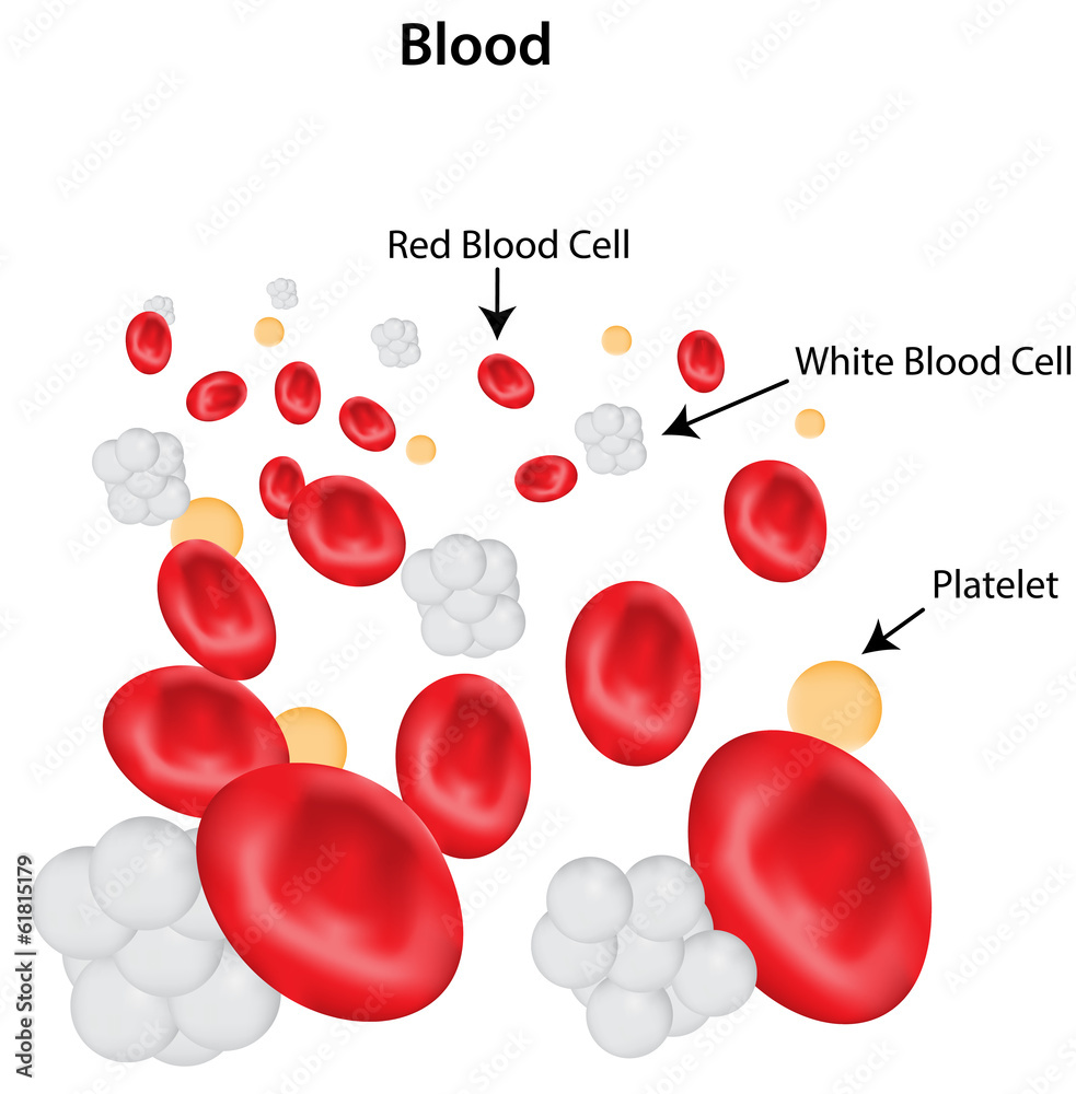 Labeled Blood Diagram Stock Illustration | Adobe Stock