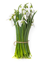 Snowdrop, Flowers, Bouquet Free Stock Photo - Public Domain Pictures