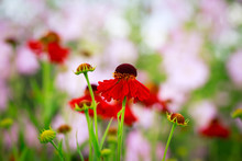 Red Rudbeckia Free Stock Photo - Public Domain Pictures