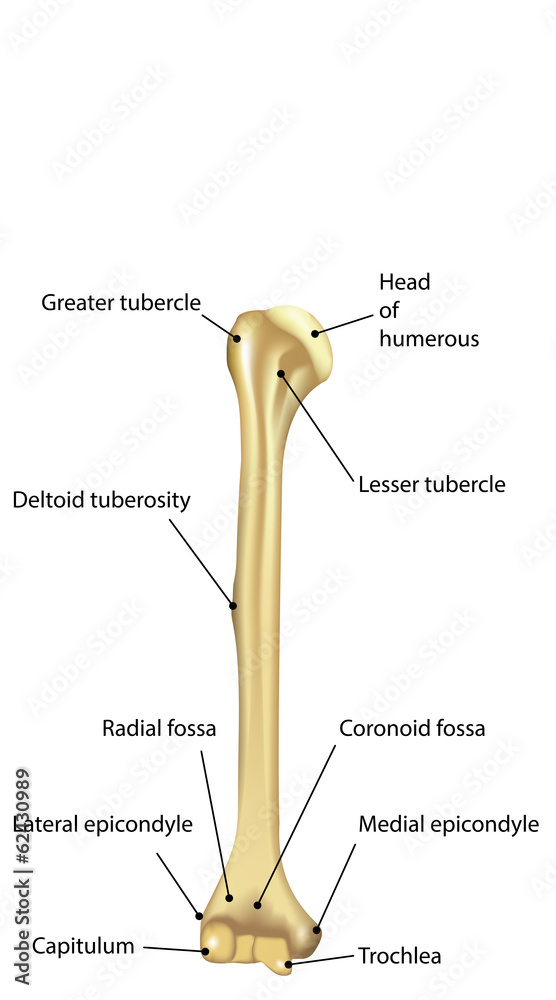 Humerus Labeled Diagram Stock Vector | Adobe Stock