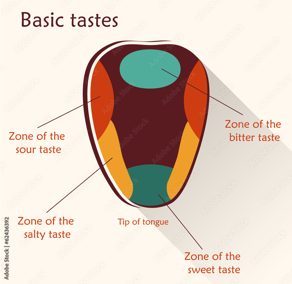 Anatomy of the human tongue. Basic tastes. Stock Vector | Adobe Stock