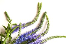 Icy Blue Flowers Free Stock Photo - Public Domain Pictures