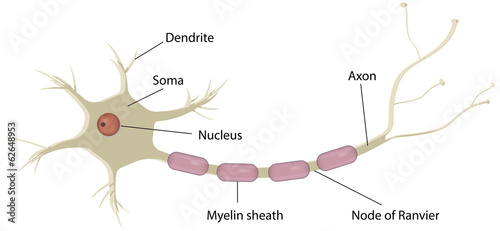 Nerve Cell Labeled Diagram Stock Illustration | Adobe Stock