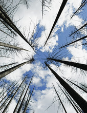 Fire Angel Free Stock Photo - Public Domain Pictures