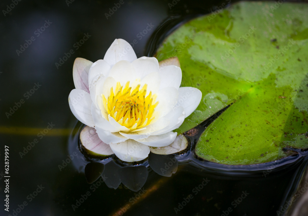Water lilly Stock Photo | Adobe Stock
