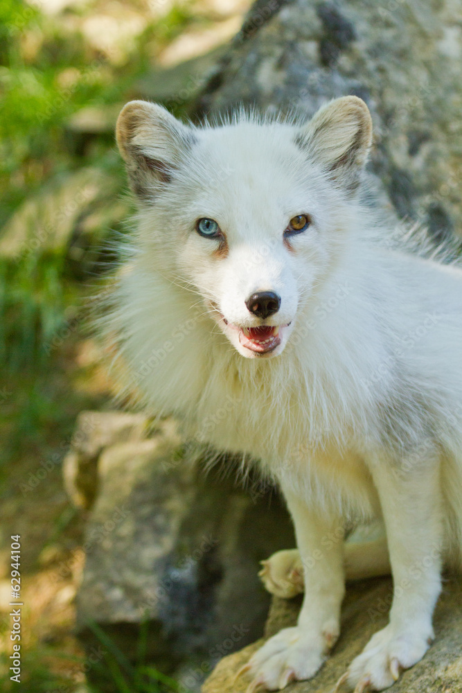 Stock-Foto „Polarfuchs oder Eisfuchs (Alopex lagopus)“ | Adobe Stock
