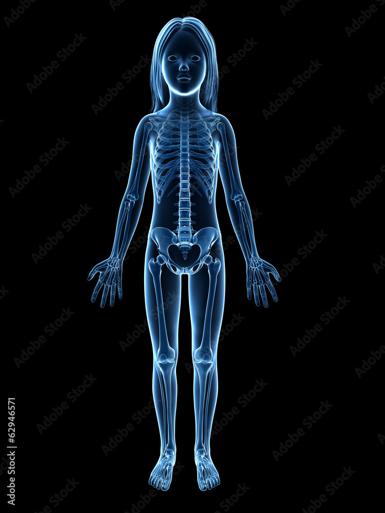 anatomy of a young girl - skeleton Stock Illustration | Adobe Stock