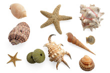 Solitary Shell Free Stock Photo - Public Domain Pictures