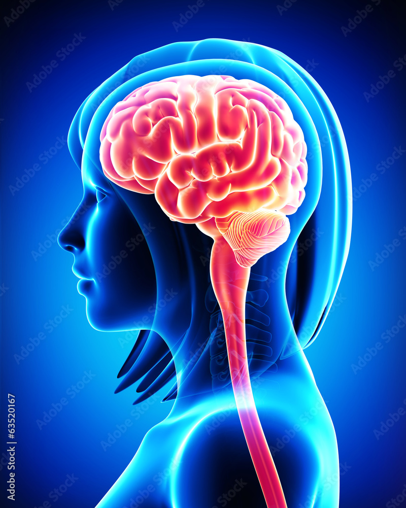 Anatomy of female brain cross section from outside Stock Illustration ...