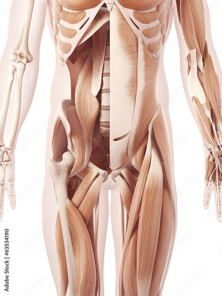 anatomy illustration showing the abdominal muscles Stock Illustration ...