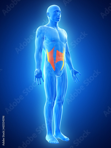 anatomy illustration showing the abs muscles Stock Illustration | Adobe ...