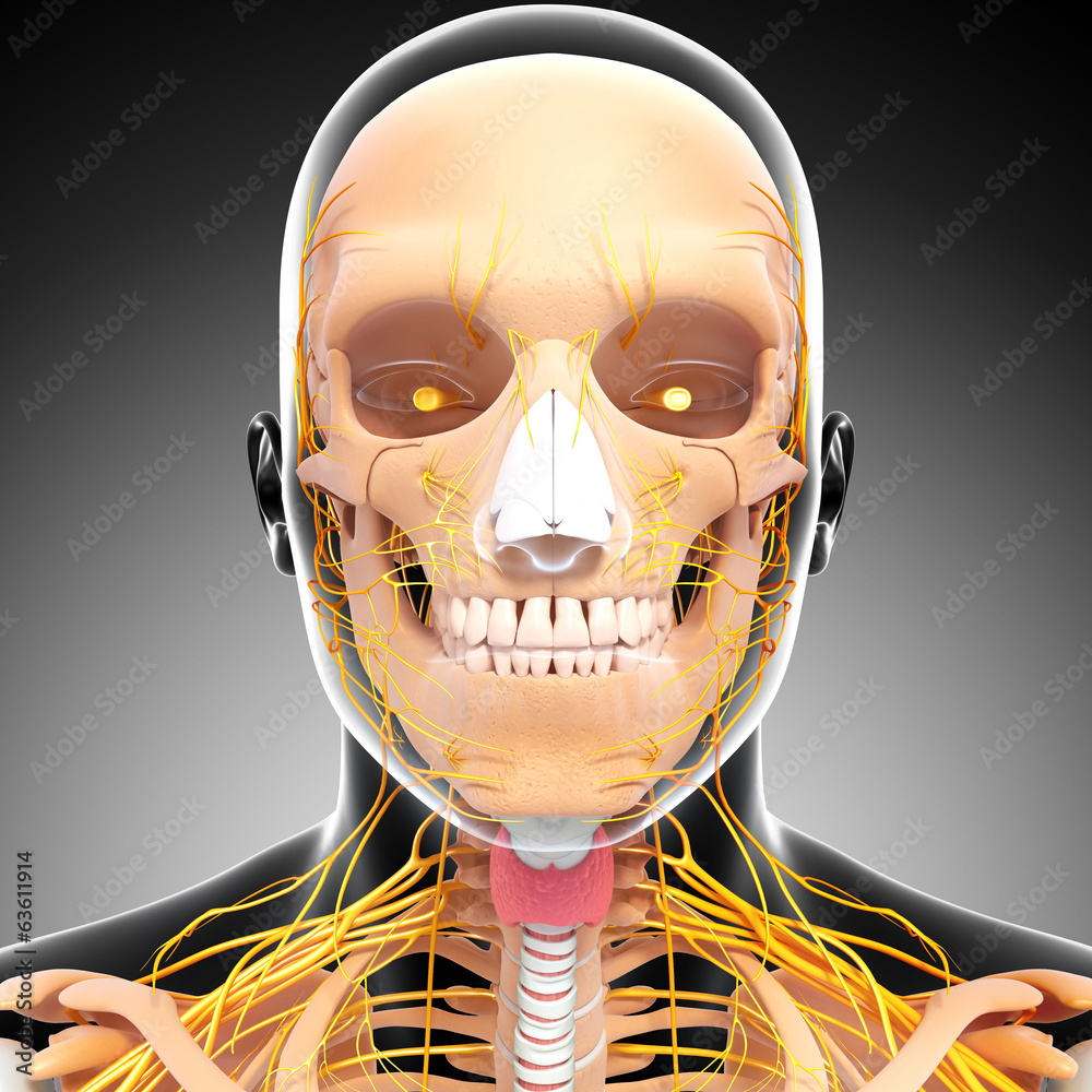 Anatomy of human skull with nervous system Stock Illustration | Adobe Stock
