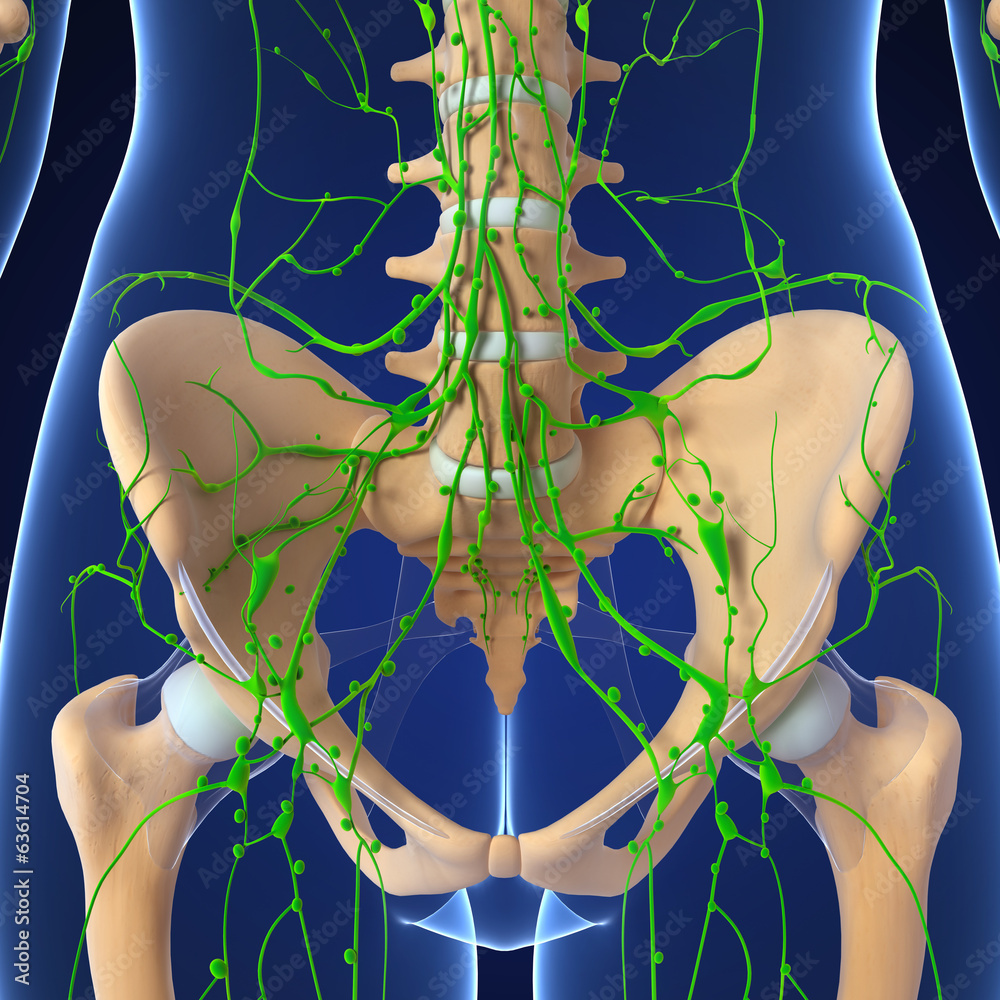 3d Anatomy of lymphatic system with pelvic girdle Stock Illustration ...