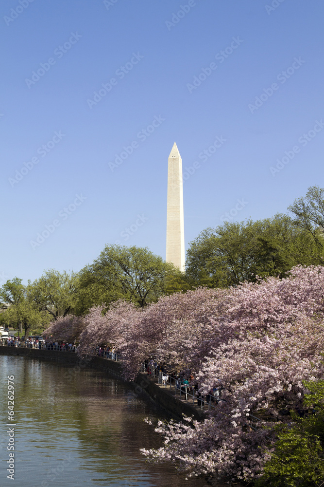 Washington Monument Cherry Blossoms Stock Photo | Adobe Stock Washington Monument Cherry Blossoms Stock Photo | Adobe Stock