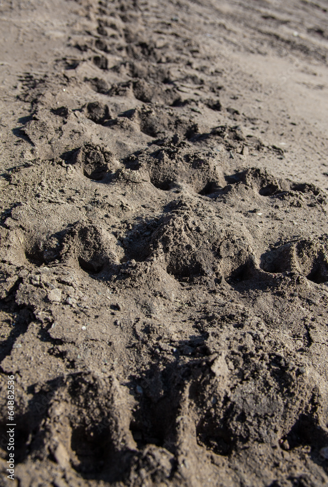 Caterpillar tracks traces on the ground Stock Photo | Adobe Stock