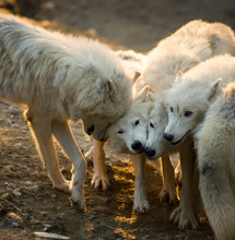 Wolves Free Stock Photo - Public Domain Pictures