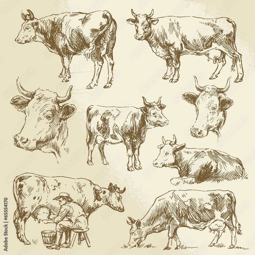 hand drawn cows Stock Vector | Adobe Stock