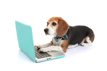 Dog Using Laptop Computer Free Stock Photo - Public Domain Pictures
