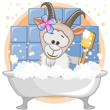 Goat Washing Free Stock Photo - Public Domain Pictures