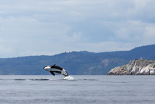 Orca Free Stock Photo - Public Domain Pictures