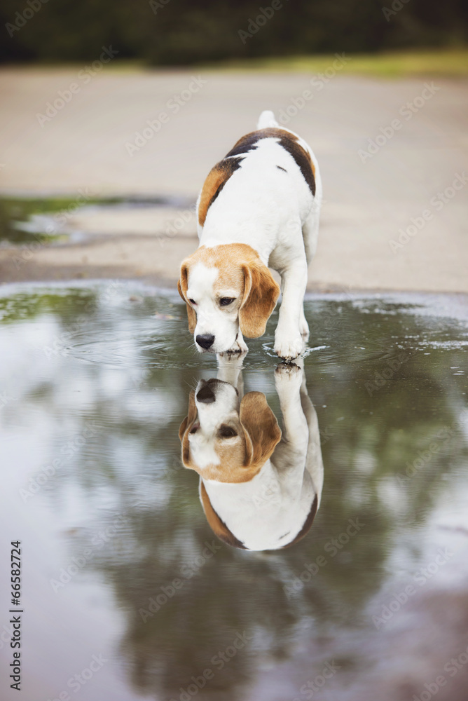 beagle dog looking at his reflection in water Stock Photo | Adobe Stock
