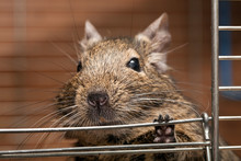 Degu Rodent Chile Pet Free Stock Photo - Public Domain Pictures