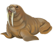 Cartoon Walrus Free Stock Photo - Public Domain Pictures