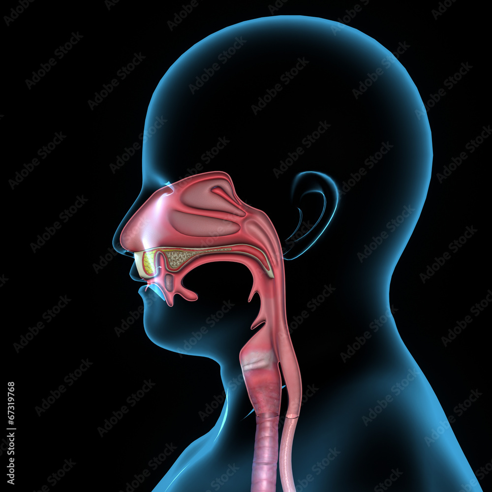 Mouth anatomy Stock Illustration | Adobe Stock