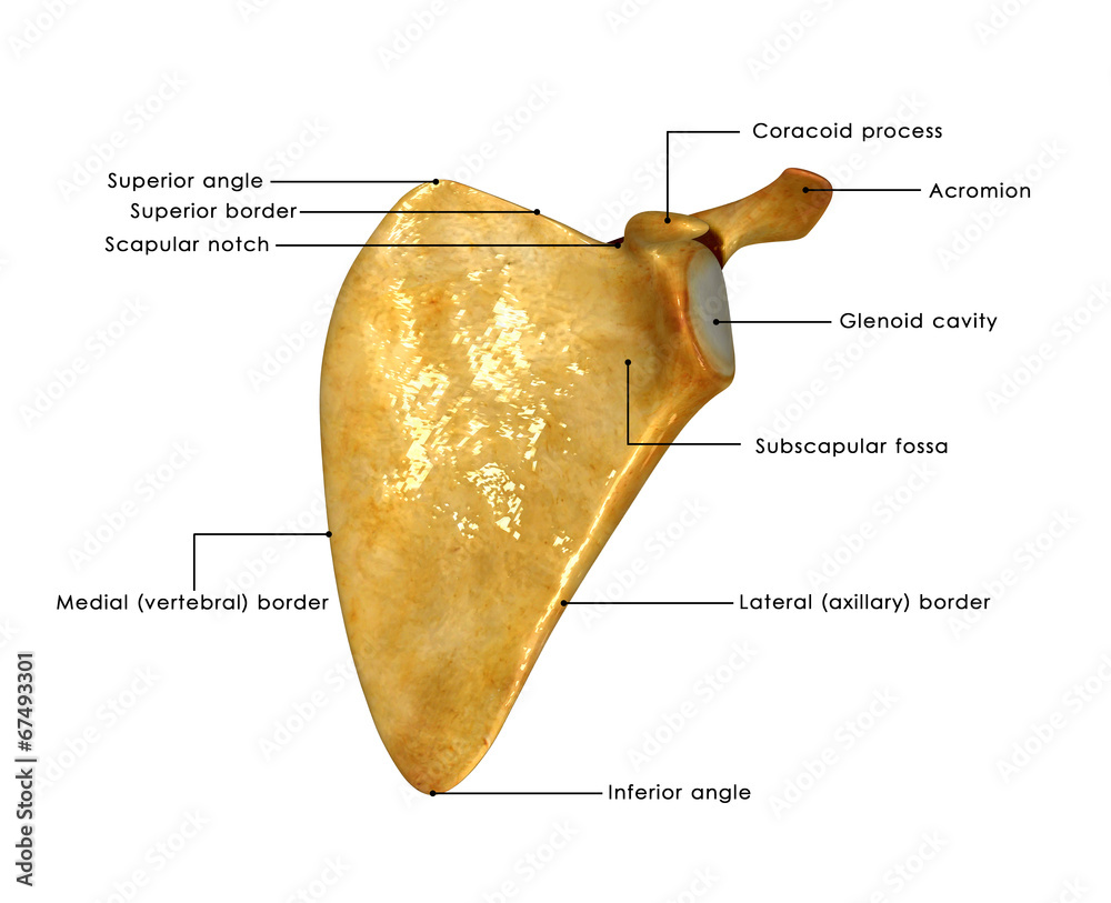 Scapula labelled Stock Illustration | Adobe Stock