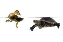 Turtle And Duck Together Free Stock Photo - Public Domain Pictures