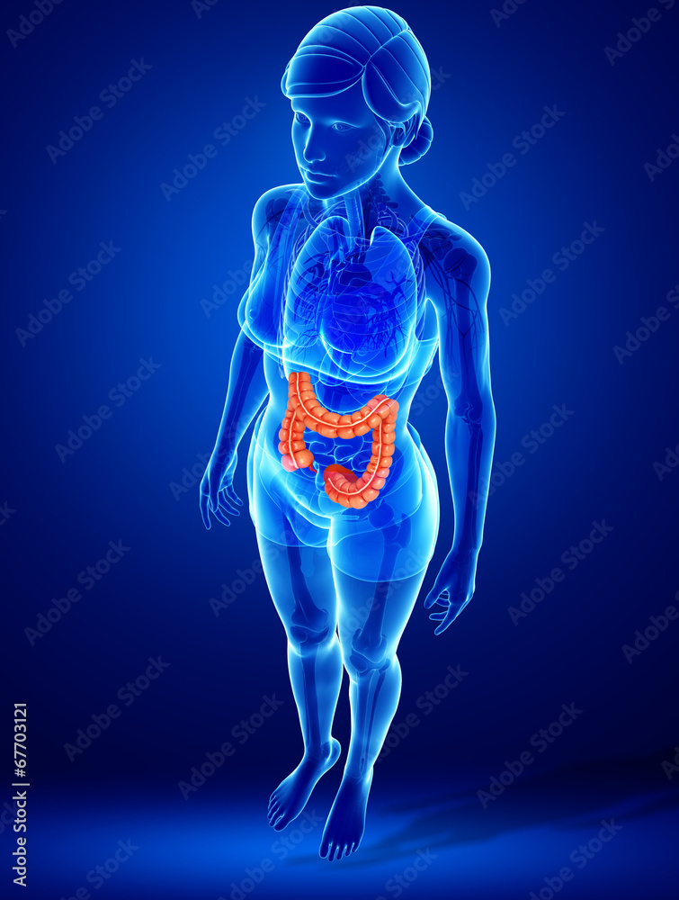 Female large intestine anatomy Stock Illustration | Adobe Stock