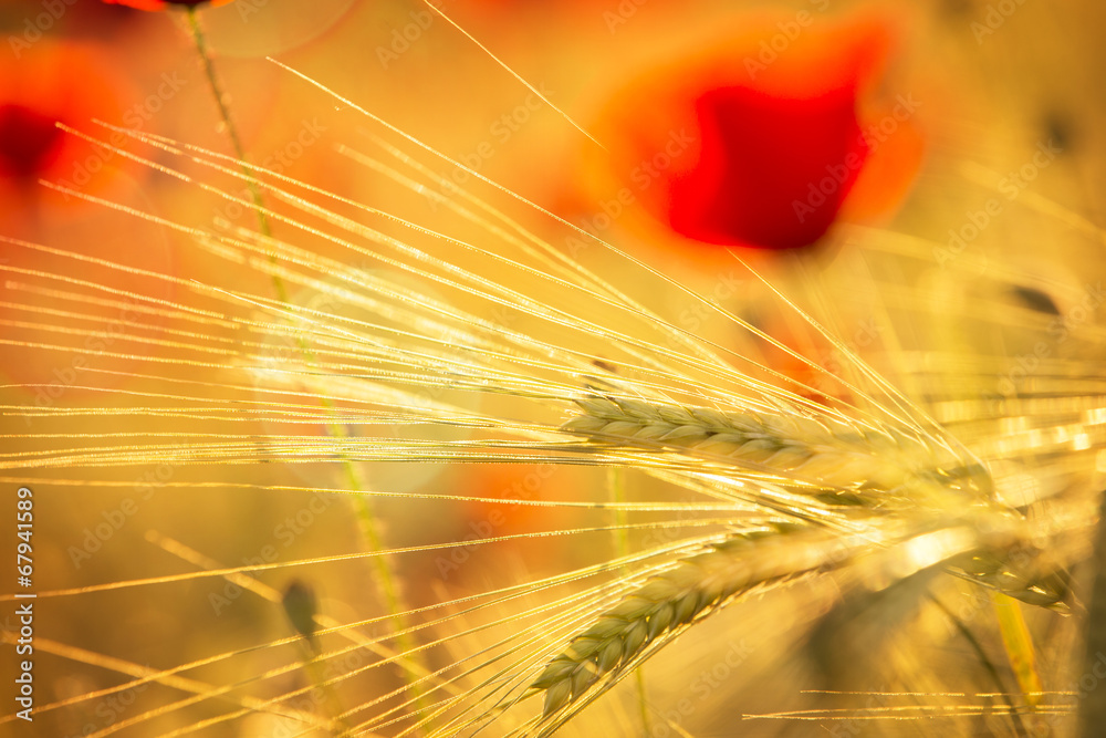 Stock-Foto „Gerstenähre mit Mohn im Abendlicht, Bokeh“ | Adobe Stock