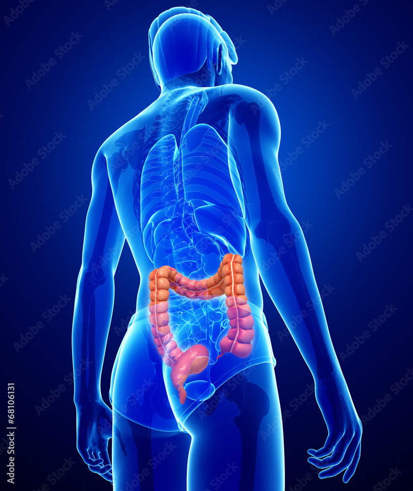 ภาพประกอบ Stock Male large intestine anatomy | Adobe Stock