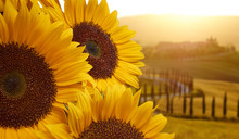 Fall Sunflower Free Stock Photo - Public Domain Pictures