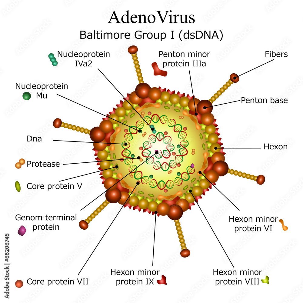 Diagram of Adeno virus particle structure Stock Vector | Adobe Stock