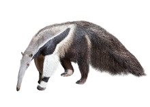 Giant Anteater Free Stock Photo - Public Domain Pictures