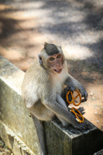 Monkey Crackers 10 Free Stock Photo - Public Domain Pictures