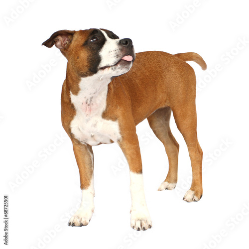 Tier Hund Welpe Staffordshire Terrier Staff steht Stock Photo | Adobe Stock