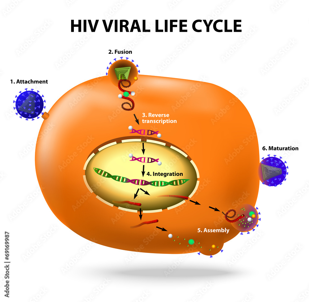 HIV replication cycle Stock Vector | Adobe Stock