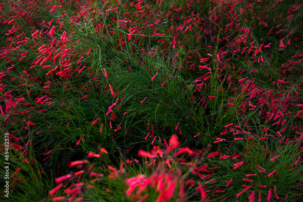 Red blossoms of a Firecracker plant (Russelia equisetiformis) Stock ...